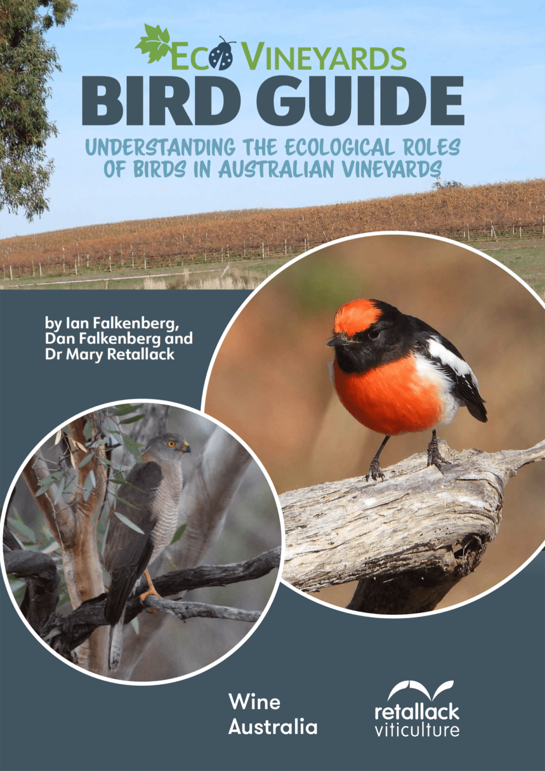 EcoVineyards bird guide Understanding the ecological roles of birds in ...