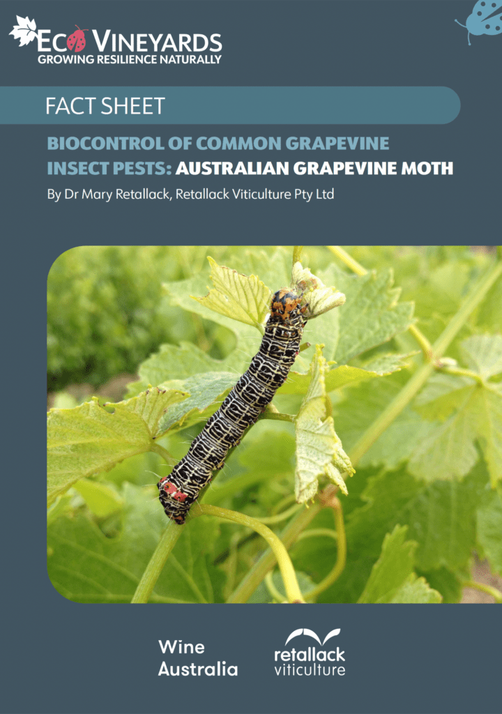 Fact Sheet Biocontrol of common grapevine insect pests - Australian grapevine moth | Ecovineyards