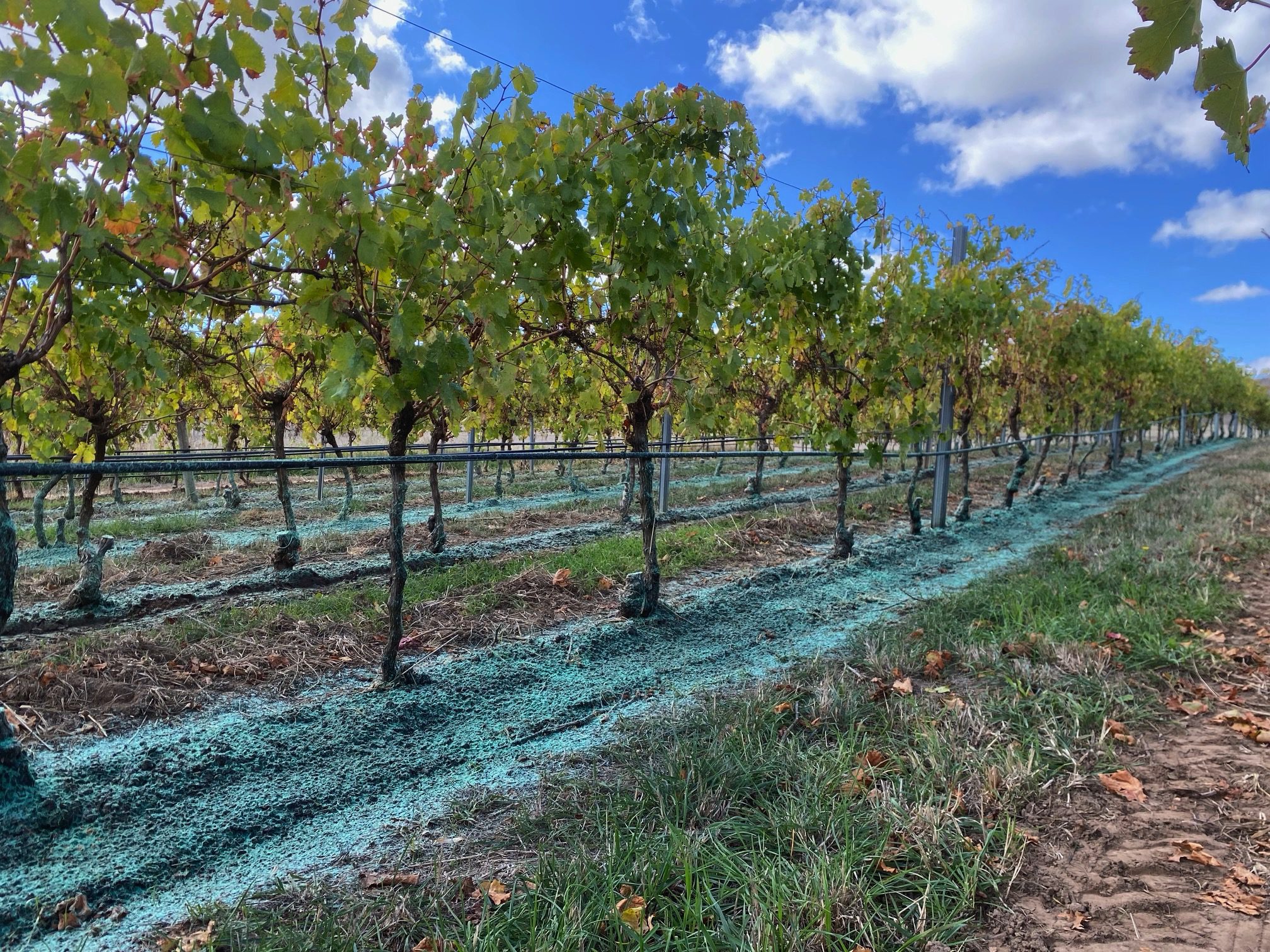 Case study Howard Vineyard | Ecovineyards