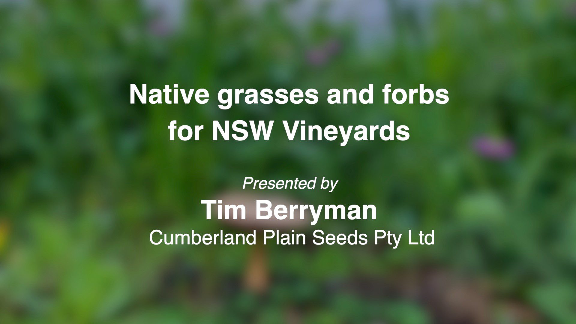 Video Tim Berryman, Cumberland Plain Seeds Pty Ltd. Native grasses and ...