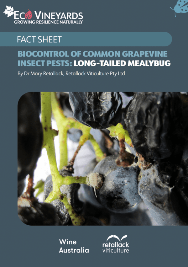 Fact Sheet Biocontrol of common grapevine insect pests - long-tailed mealybug | Ecovineyards