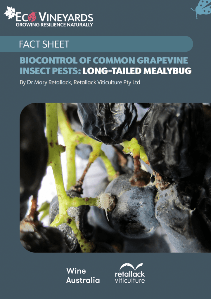 Fact Sheet Biocontrol of common grapevine insect pests - long-tailed ...